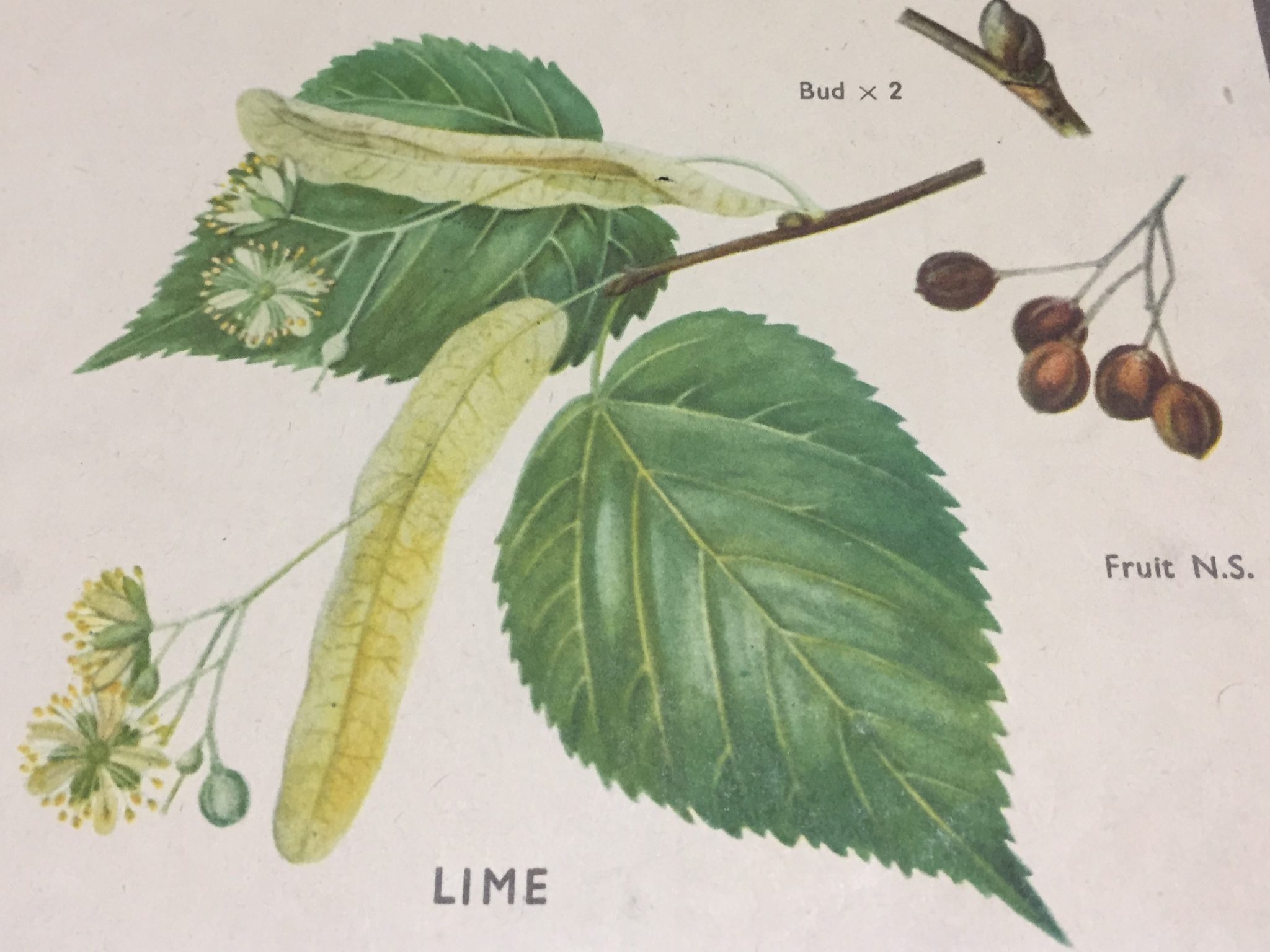 Lime Tree - Pam C Golden