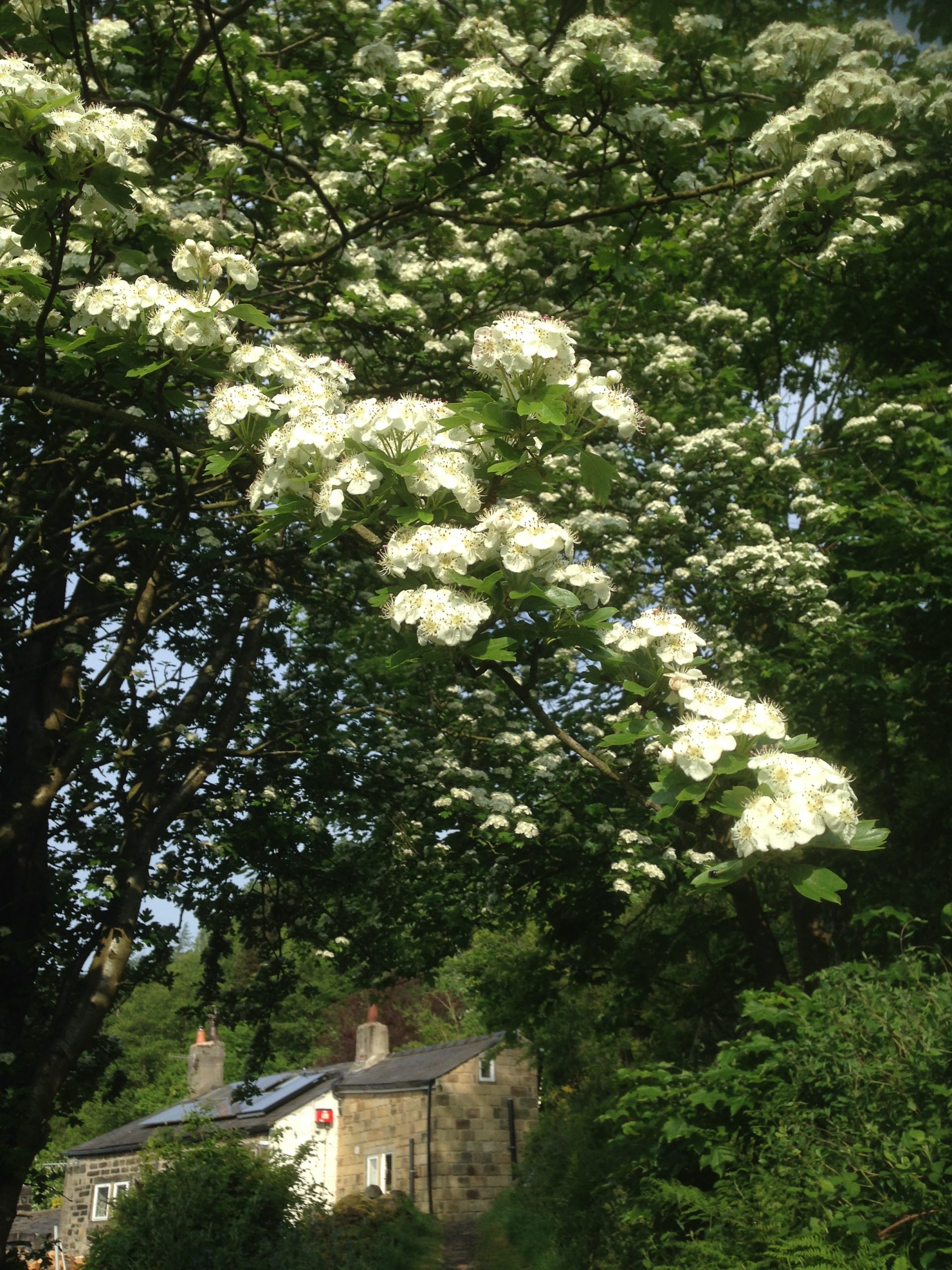 Hawthorn tree - Pam C Golden