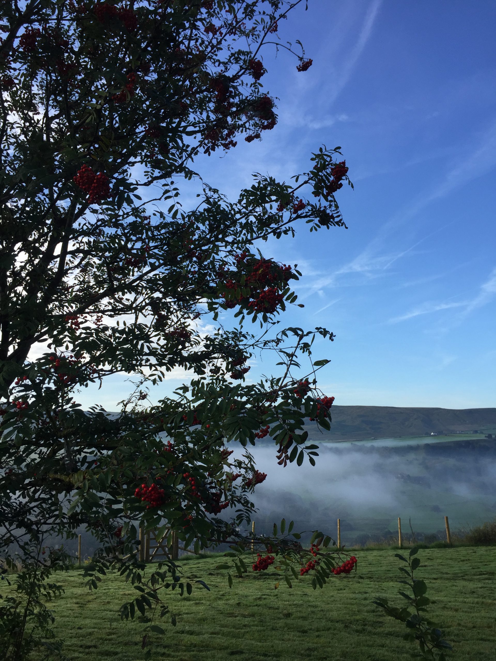 Rowan tree - Pam C Golden