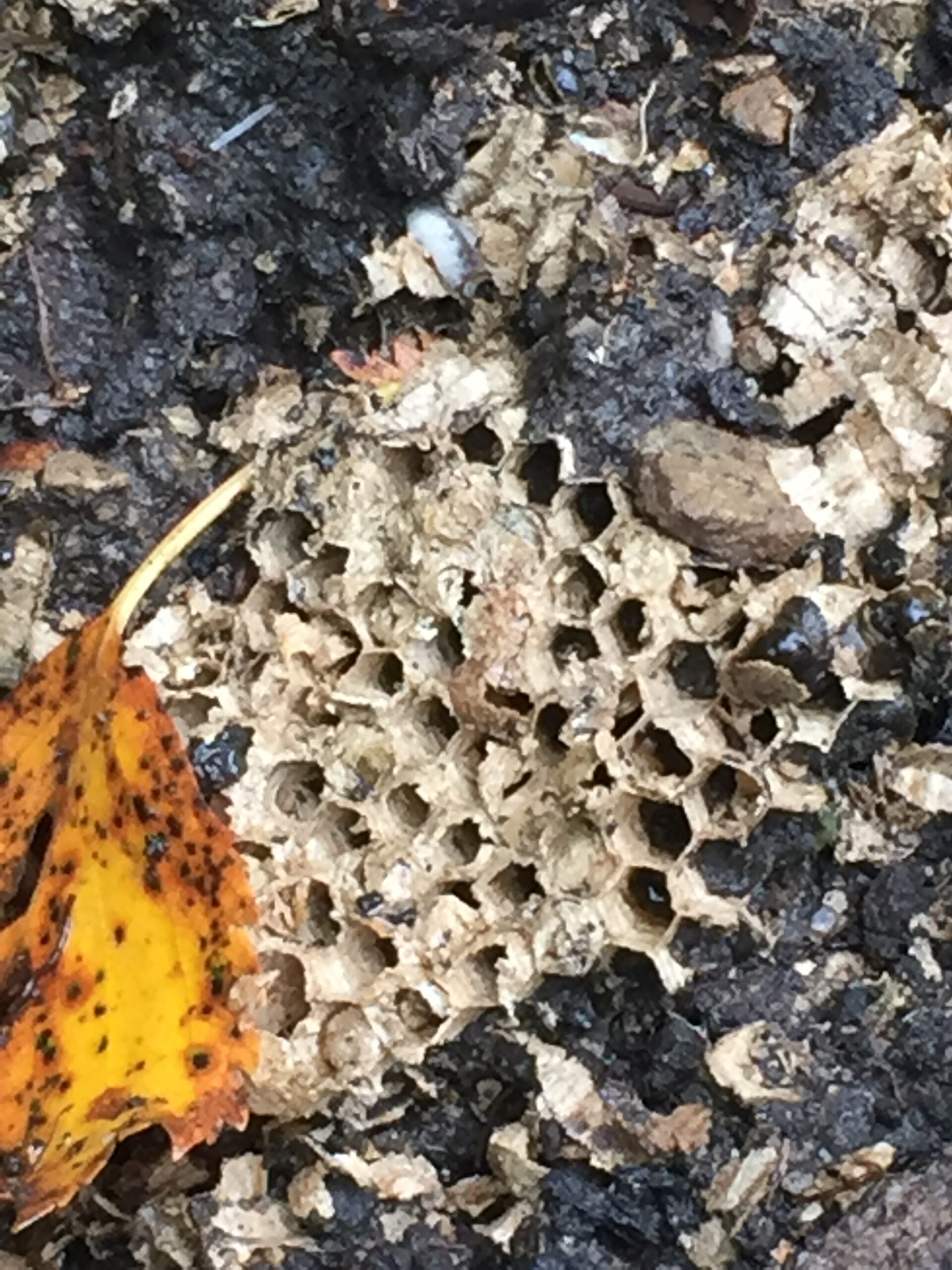 A natural murder mystery - Pam C Golden