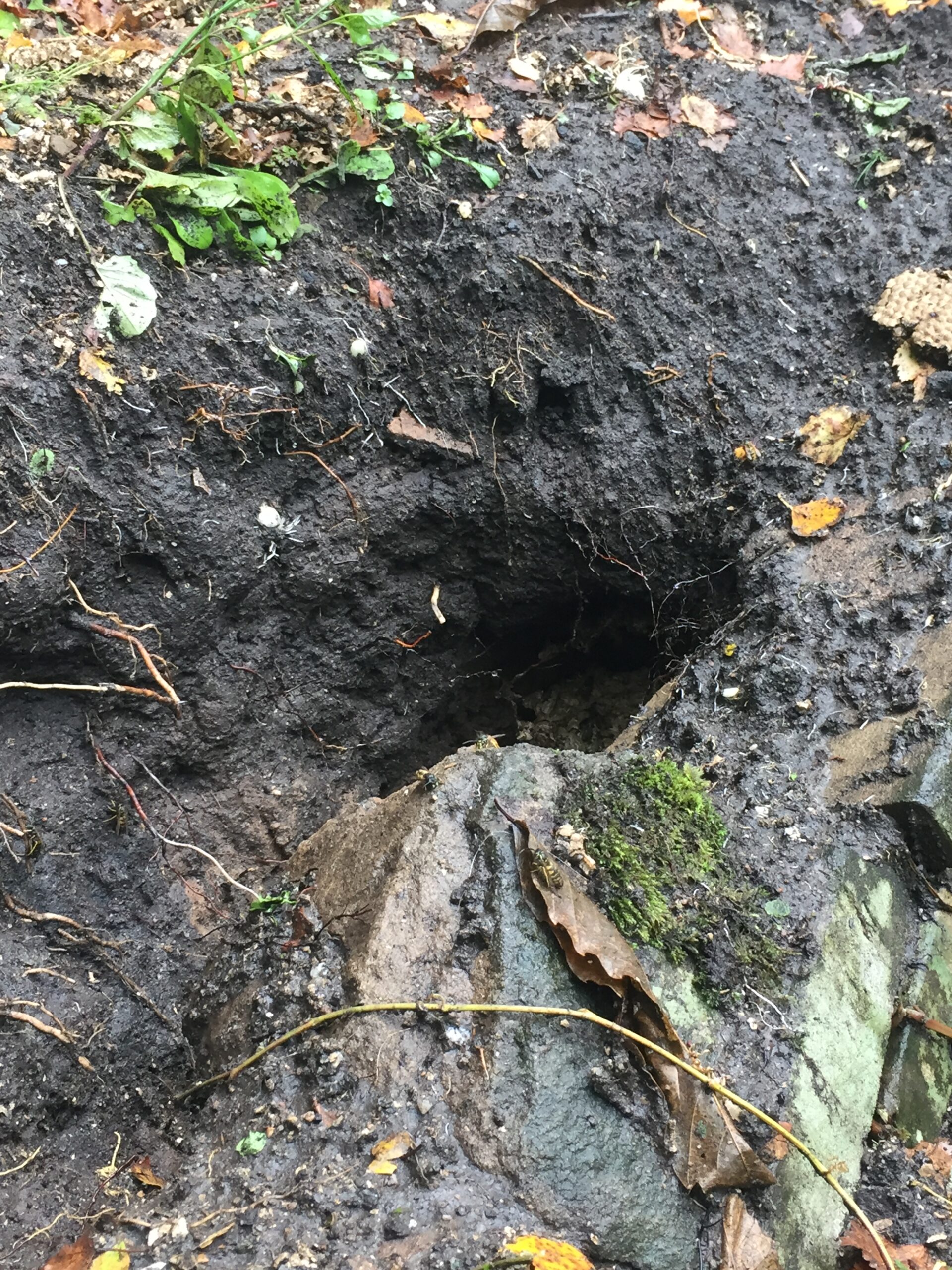 A natural murder mystery - Pam C Golden